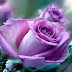 The Zedge: Purple Rose Mobile Wallpaper For 960X800 Android Phones